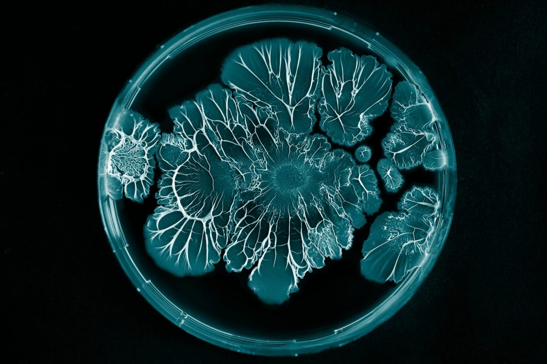 Biosafety - Realzyme